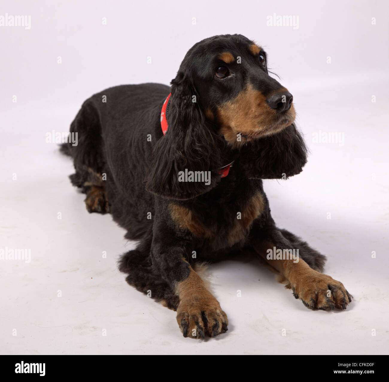 Back and Tan English Cocker Spaniel Stock Photo - Alamy