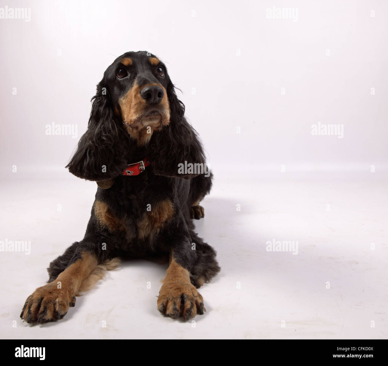 Back and Tan English Cocker Spaniel Stock Photo - Alamy