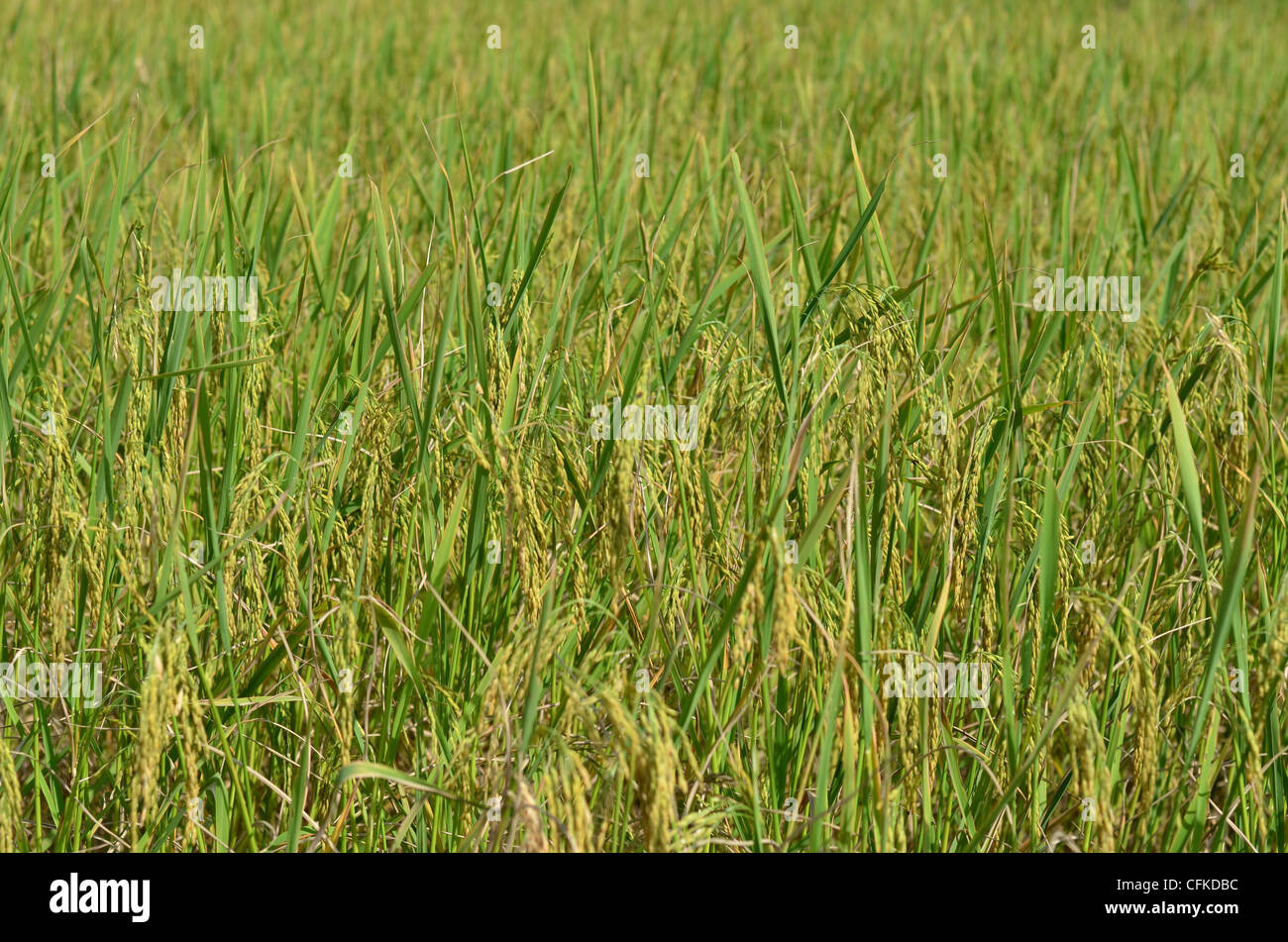 paddy rice in field ,Thailand Stock Photo - Alamy