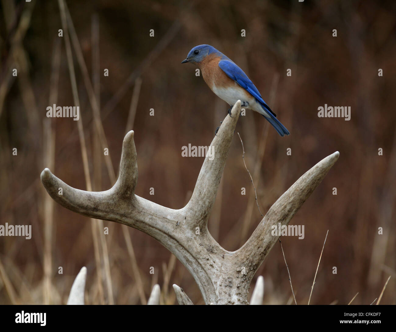 bluebird on deer antler Kentucky Stock Photo - Alamy