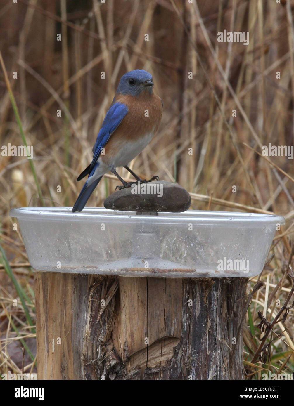 bluebird on deer antler Kentucky Stock Photo - Alamy