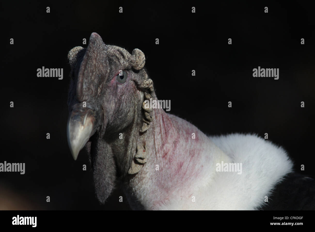 Andean Condor captive breeding Cincinnati Zoo Stock Photo - Alamy