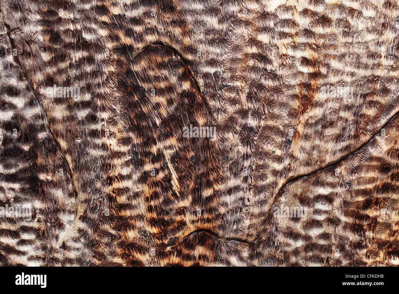 Wood texture like leopard pattern hi-res stock photography and images ...