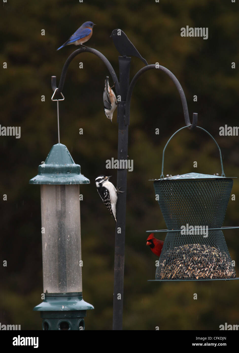 Garden backyard birds hi-res stock photography and images - Alamy