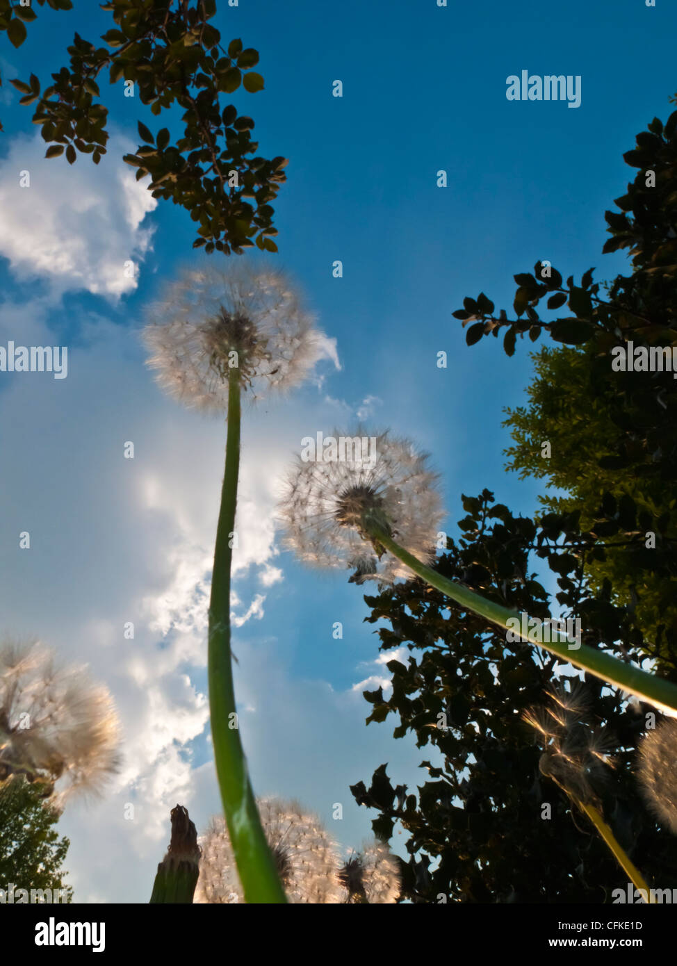 Dandelion growing in a garden growing tall towards the sky camera ...