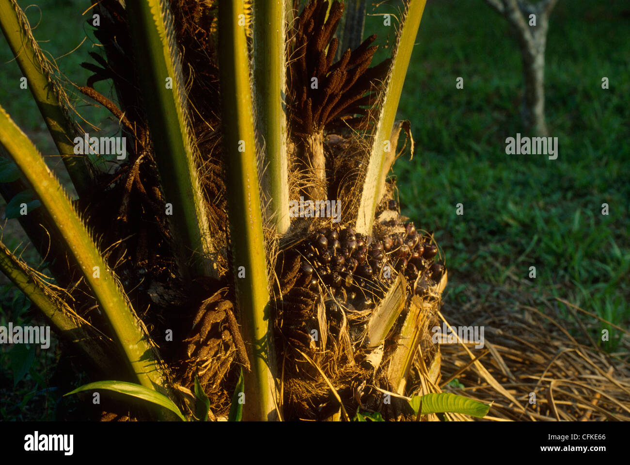 Dende oil hi-res stock photography and images - Alamy