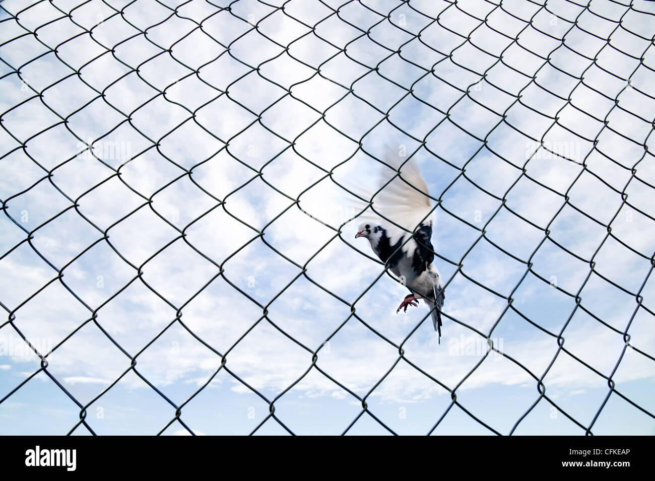 Pigeon Flying behind Fence Stock Photo - Alamy
