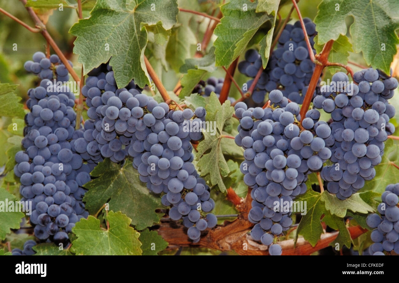 Maturing wine grapes on the vine. California's wine region, the Napa ...