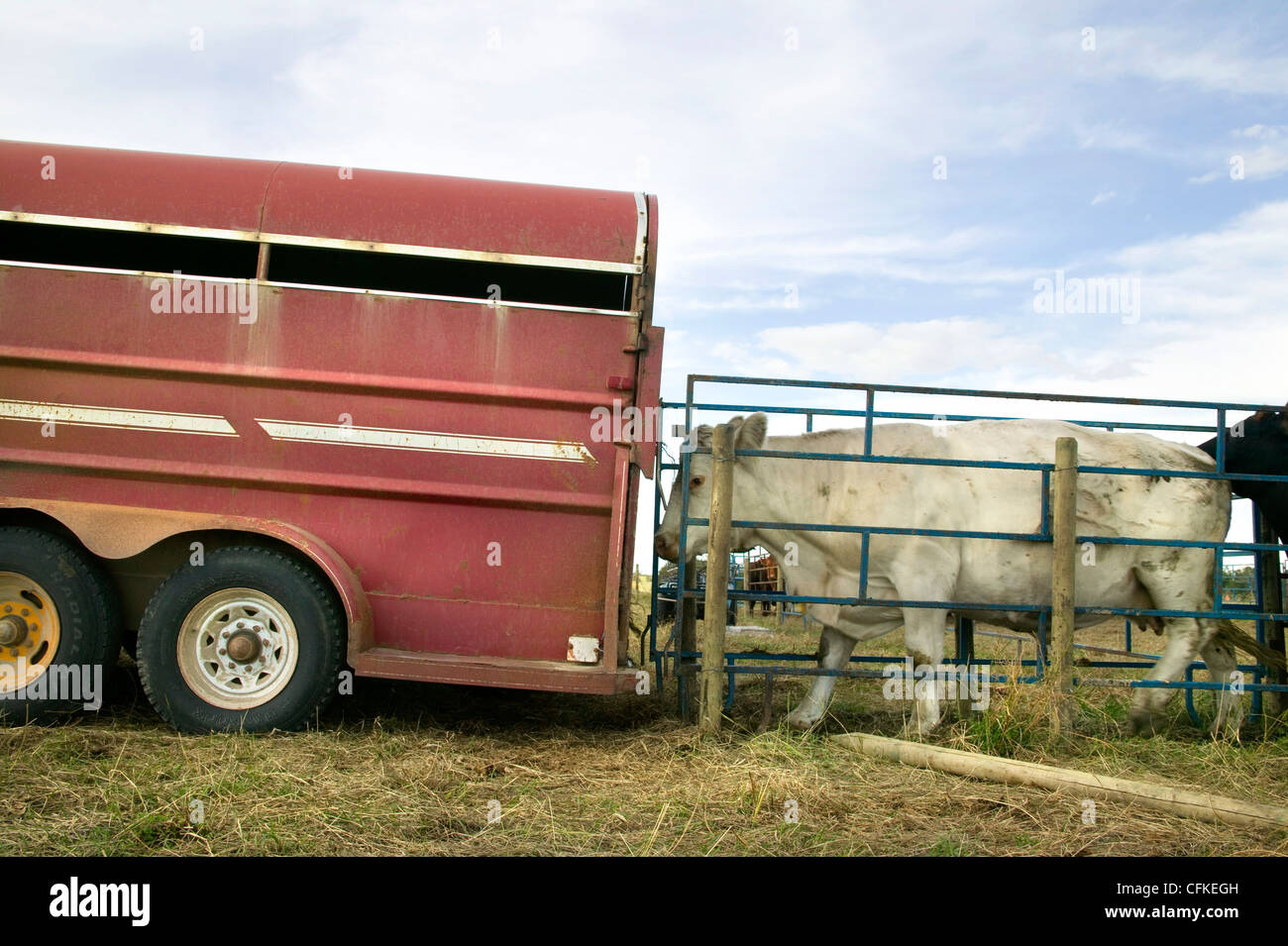 Cattle being Loaded onto Trailer, Saskatchewan Stock Photo - Alamy