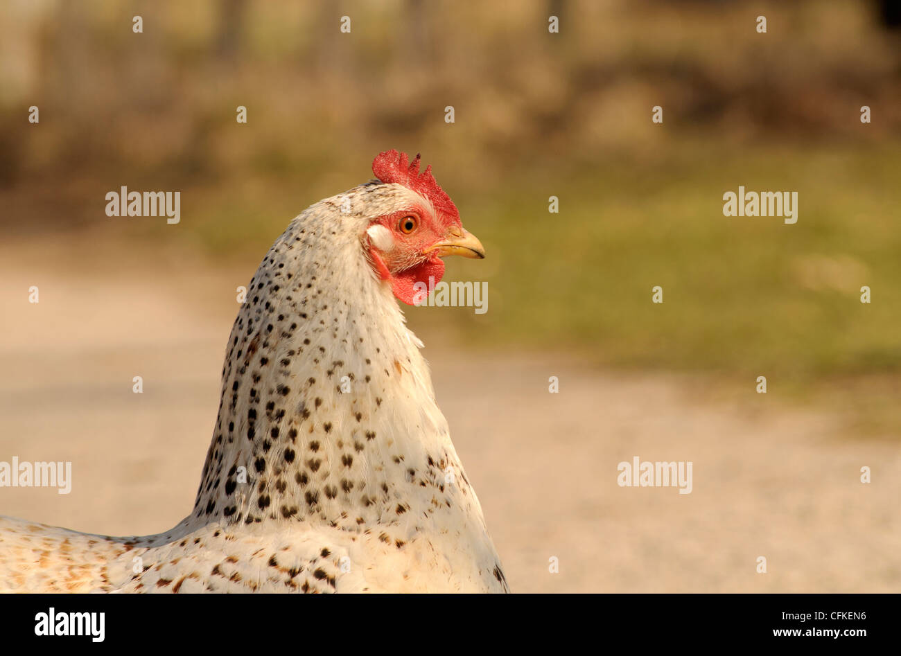 Domesticated hen hi-res stock photography and images - Alamy