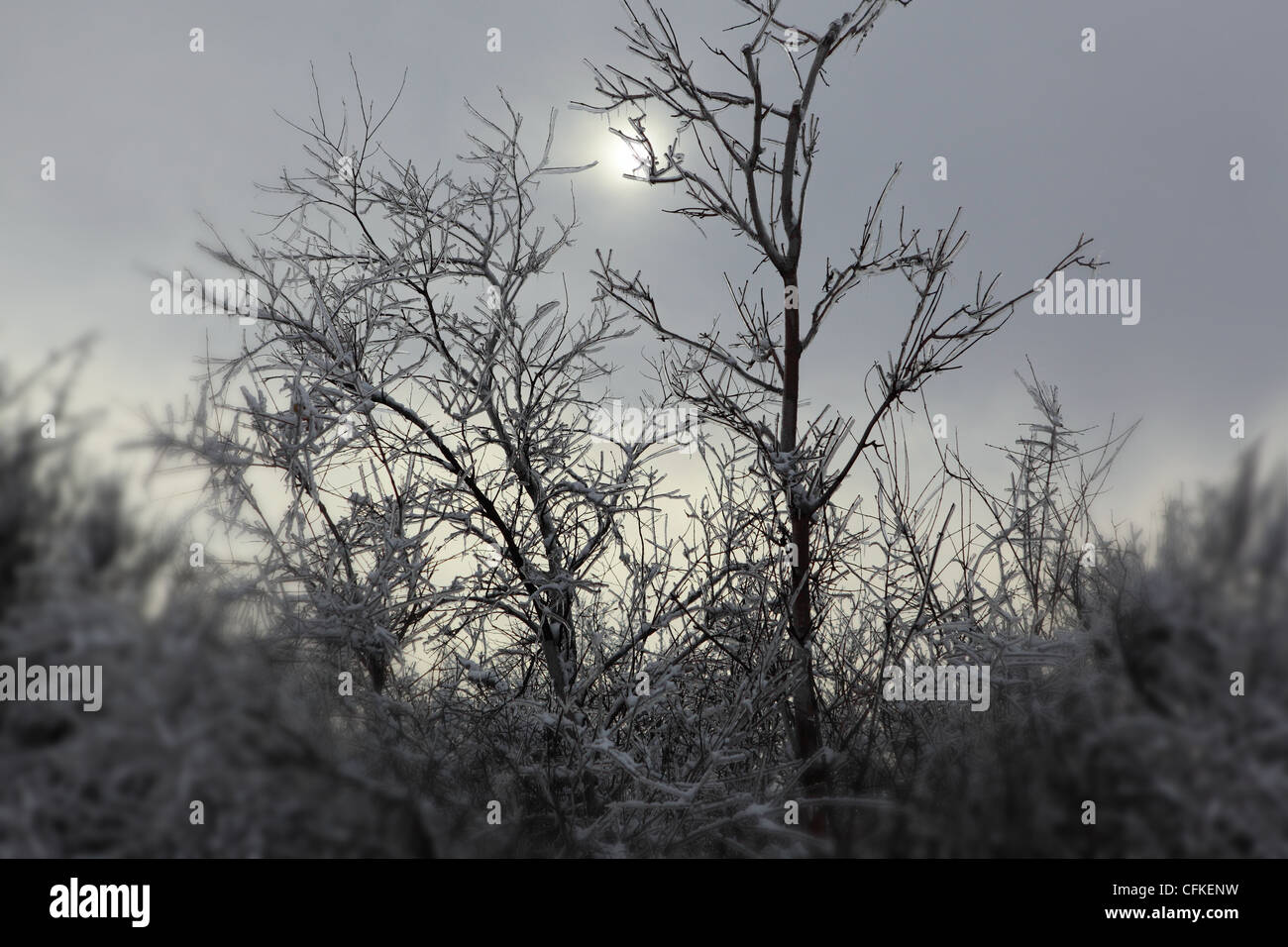 Frosty forest and smog in winter Stock Photo - Alamy
