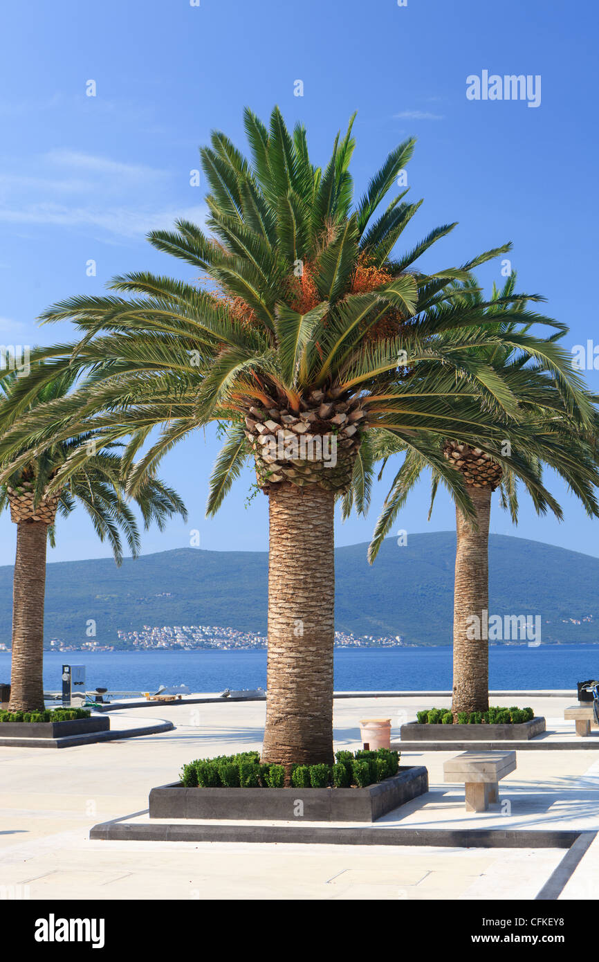 Three straight palm trees on a dock side in Montenegro Stock Photo - Alamy
