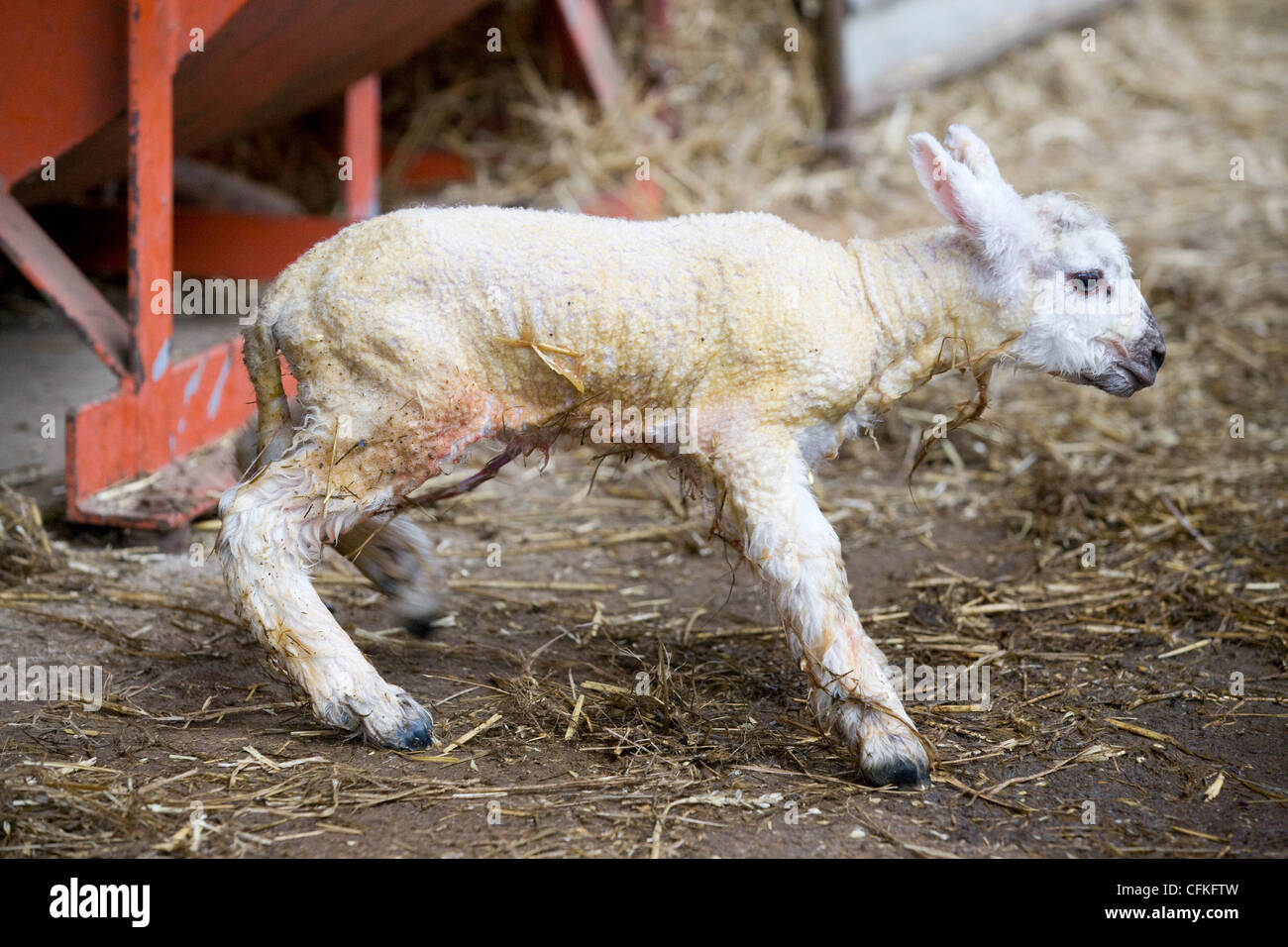 A newborn lamb Stock Photo - Alamy