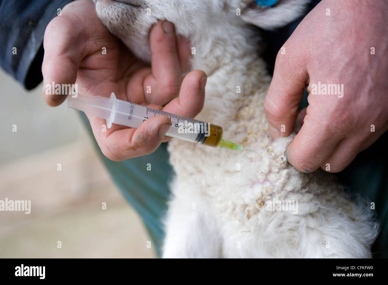 Animal lamb sheep hi-res stock photography and images - Alamy