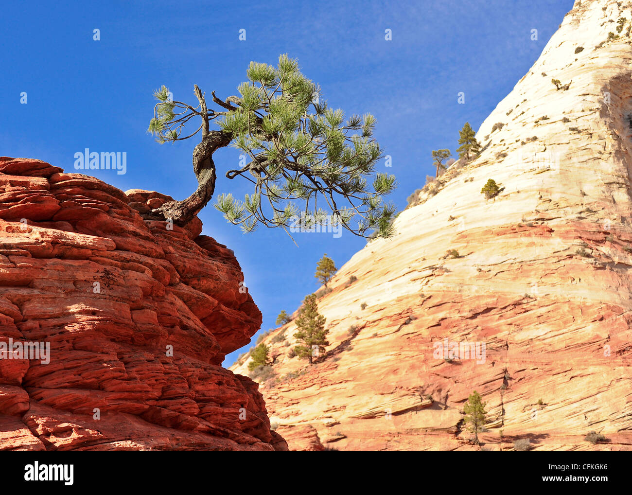 A twisted determined green Ponderosa pine tree juts out of a red orange ...