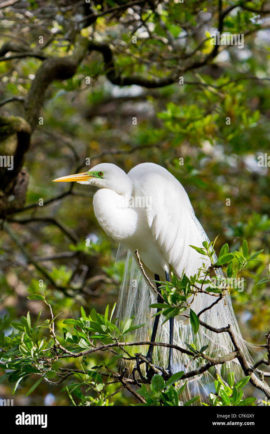 Great egret breeding plumage hi-res stock photography and images - Alamy