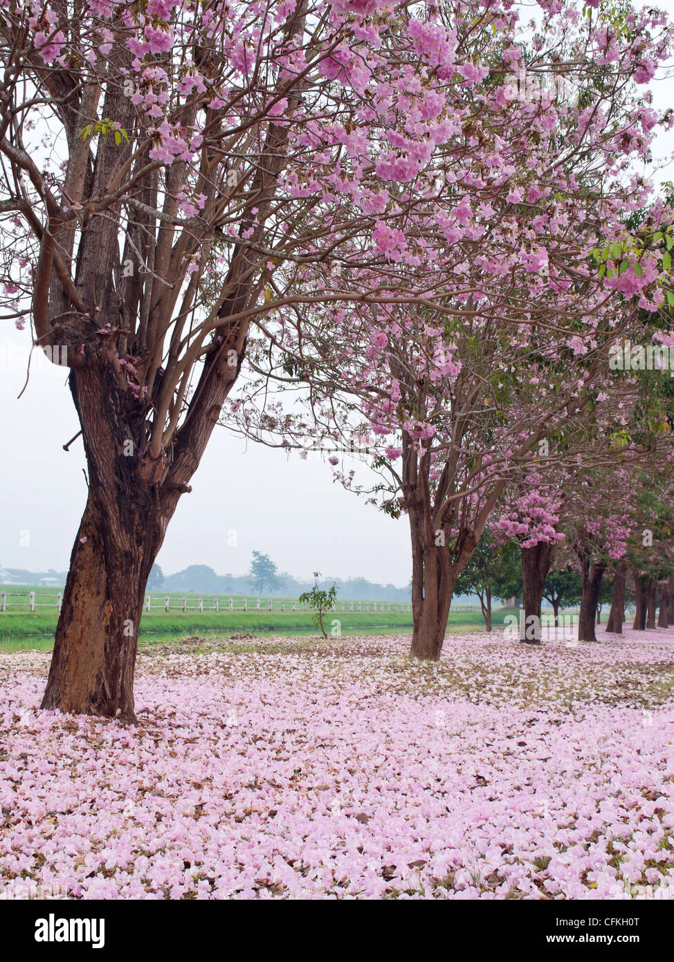 Pink trumpet tree blooming Stock Photo - Alamy