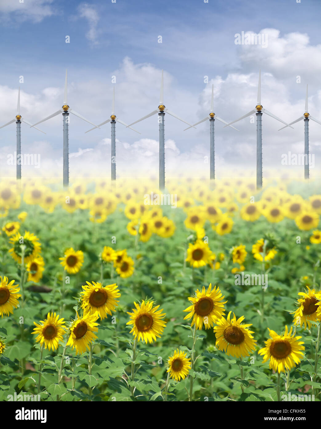Windmill with field of sunflowers Stock Photo - Alamy
