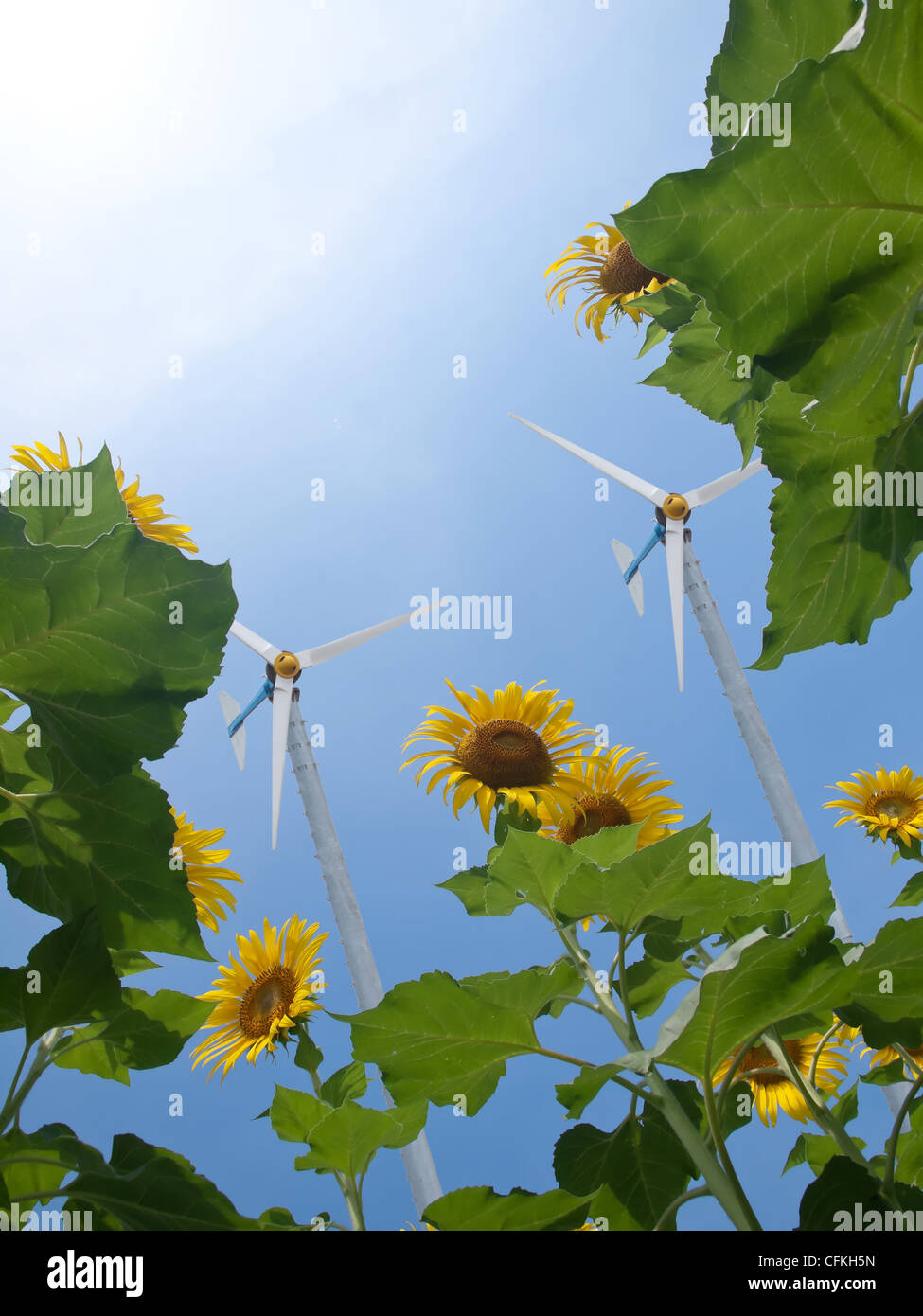 Windmill with field of sunflowers Stock Photo - Alamy