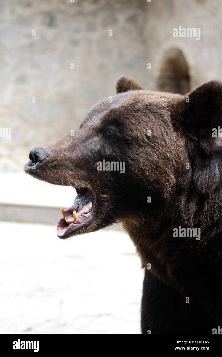 Snarling bear hi-res stock photography and images - Alamy