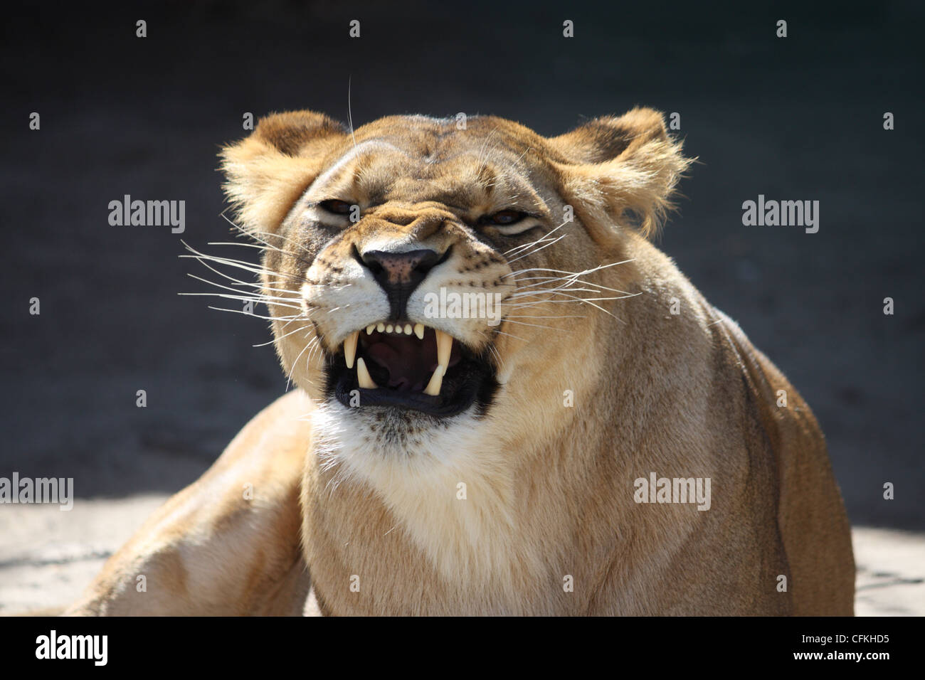 Bared teeth hi-res stock photography and images - Alamy