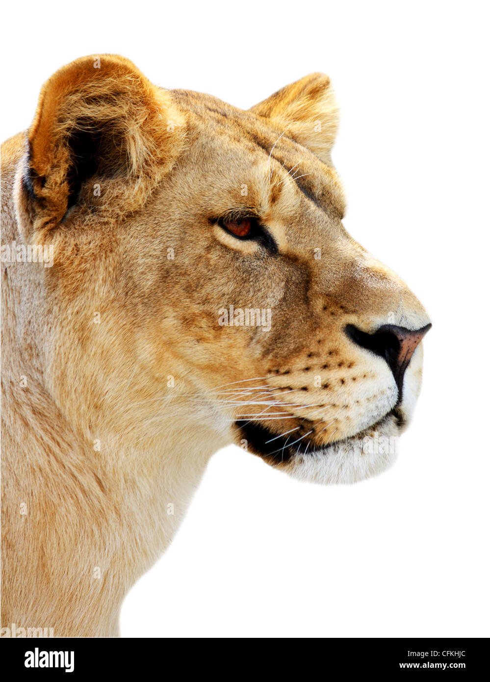 Big beautiful Female lion's portrait isolated on the white Stock Photo ...