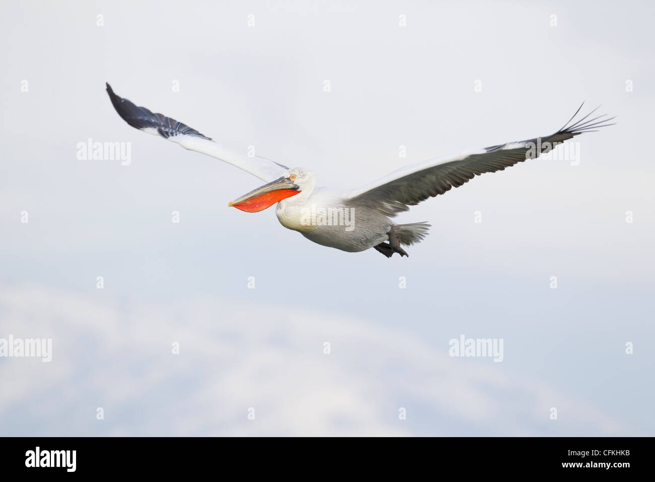 White pelicans in flight hi-res stock photography and images - Alamy