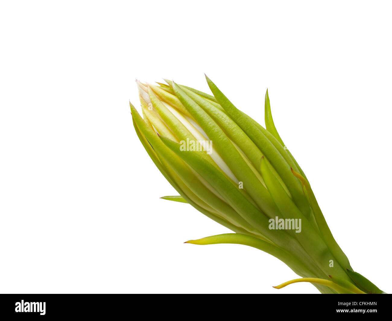 Dragon fruit flower bud Stock Photo - Alamy