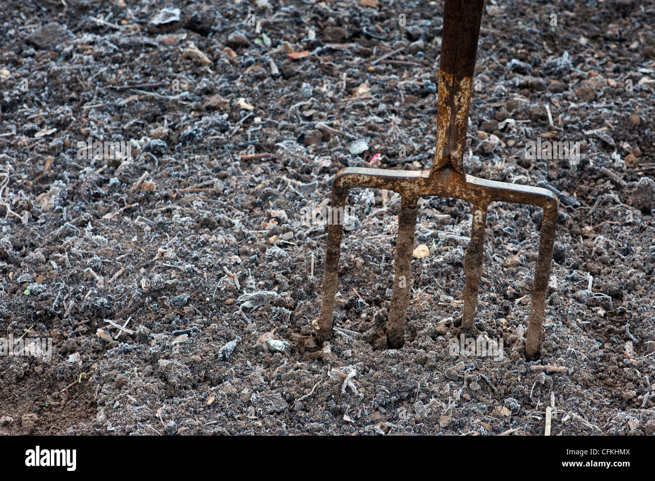 Old rusty garden fork in a frosty vegetable garden. UK Stock Photo - Alamy