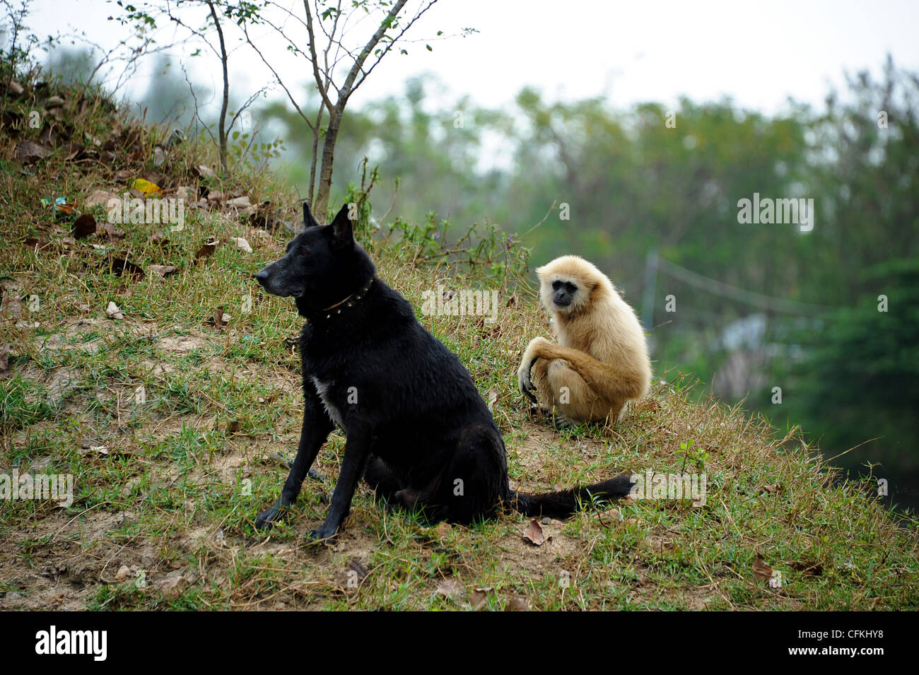 Monkey dog hi-res stock photography and images - Alamy