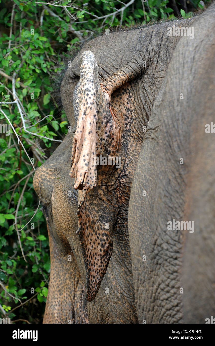 Elephants head hi-res stock photography and images - Alamy