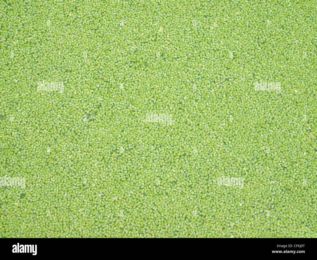 Green duckweed floating on water Stock Photo - Alamy
