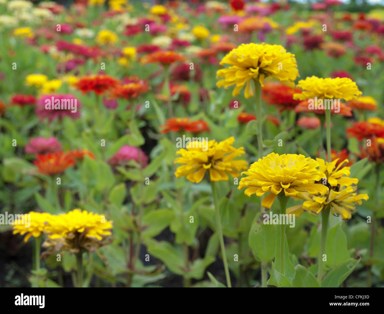 Field of Zinnia violacea flowers Stock Photo - Alamy