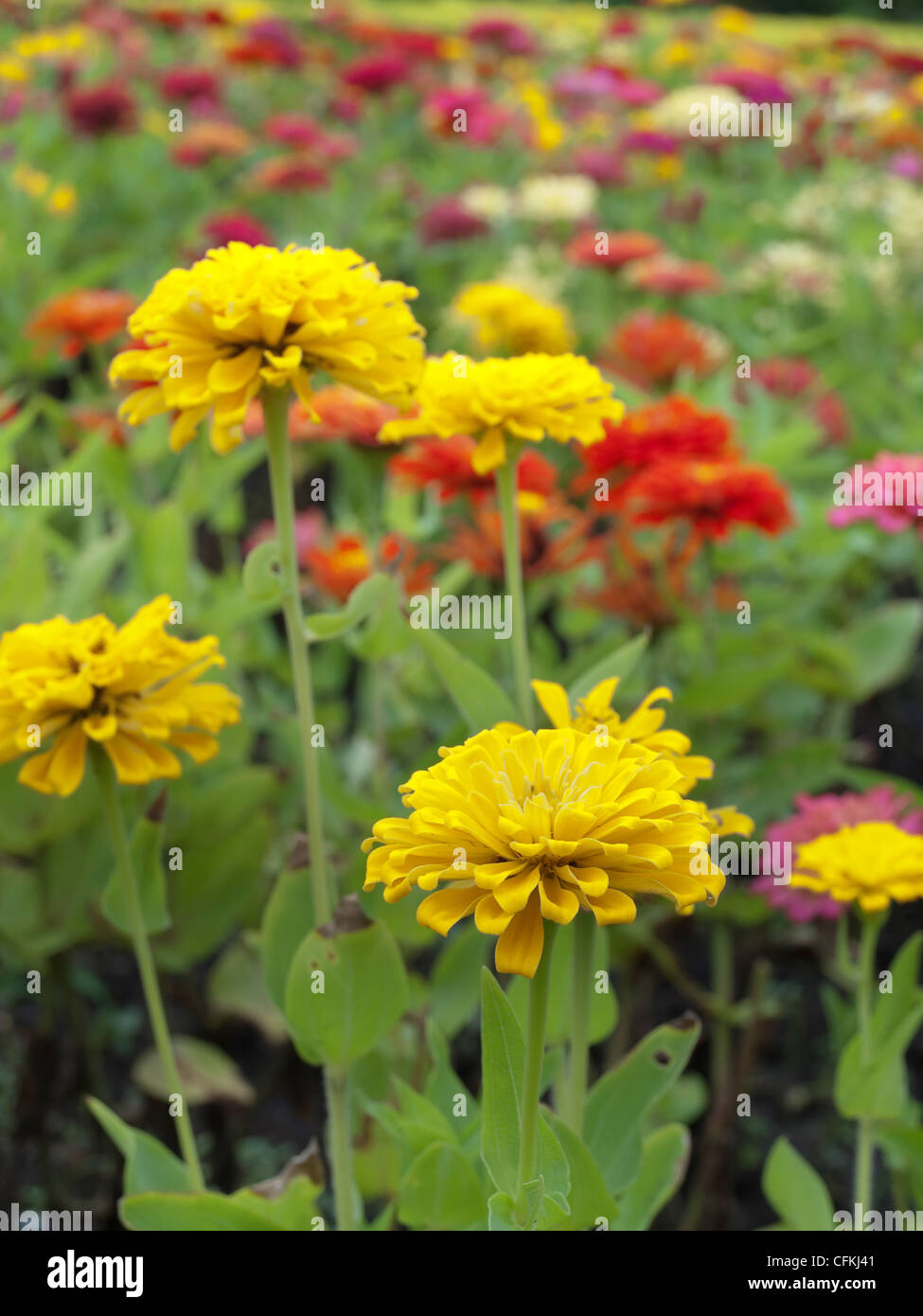 Zinnia flower in park hi-res stock photography and images - Alamy