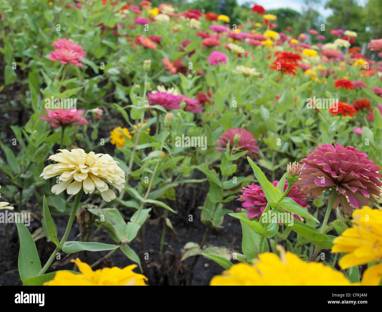 Field of Zinnia violacea flowers Stock Photo - Alamy