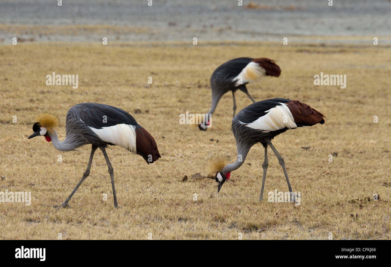 Three Black crowned cranes, Ngorongoro Conservation Area, Tanzania ...