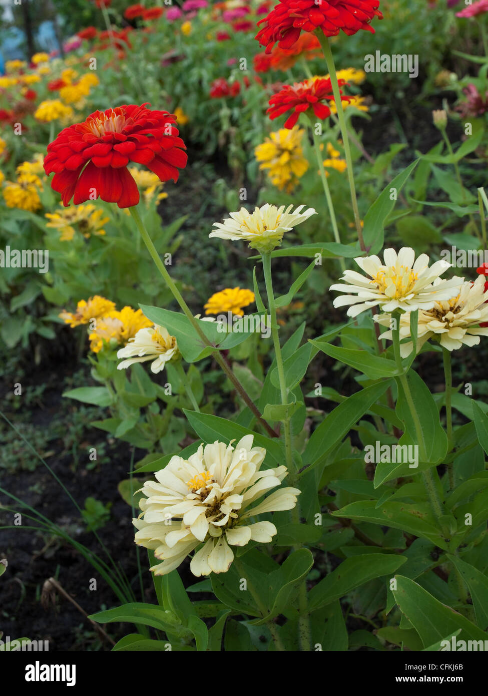 Field of Zinnia violacea flowers Stock Photo - Alamy