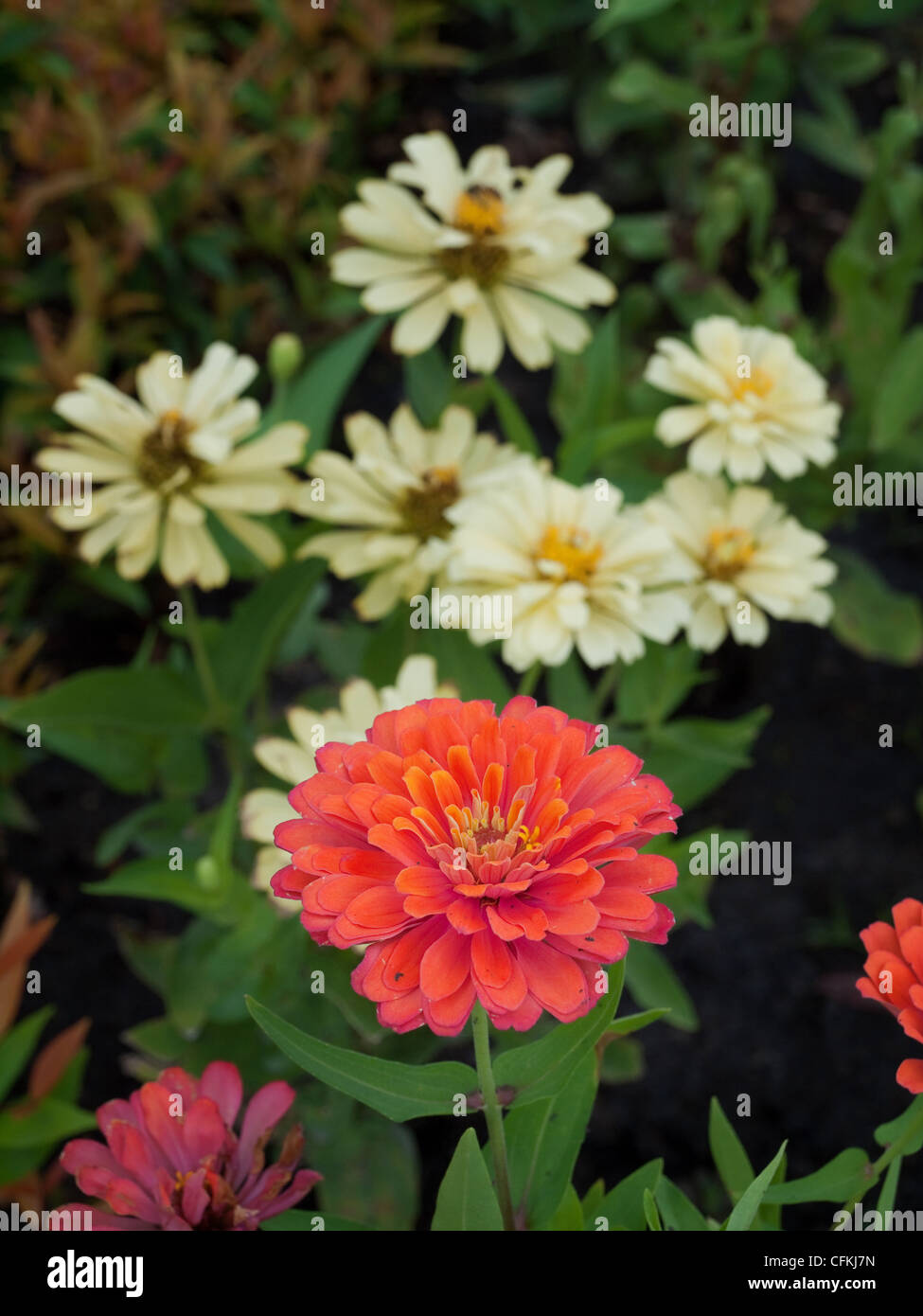 Field of Zinnia violacea flowers Stock Photo - Alamy