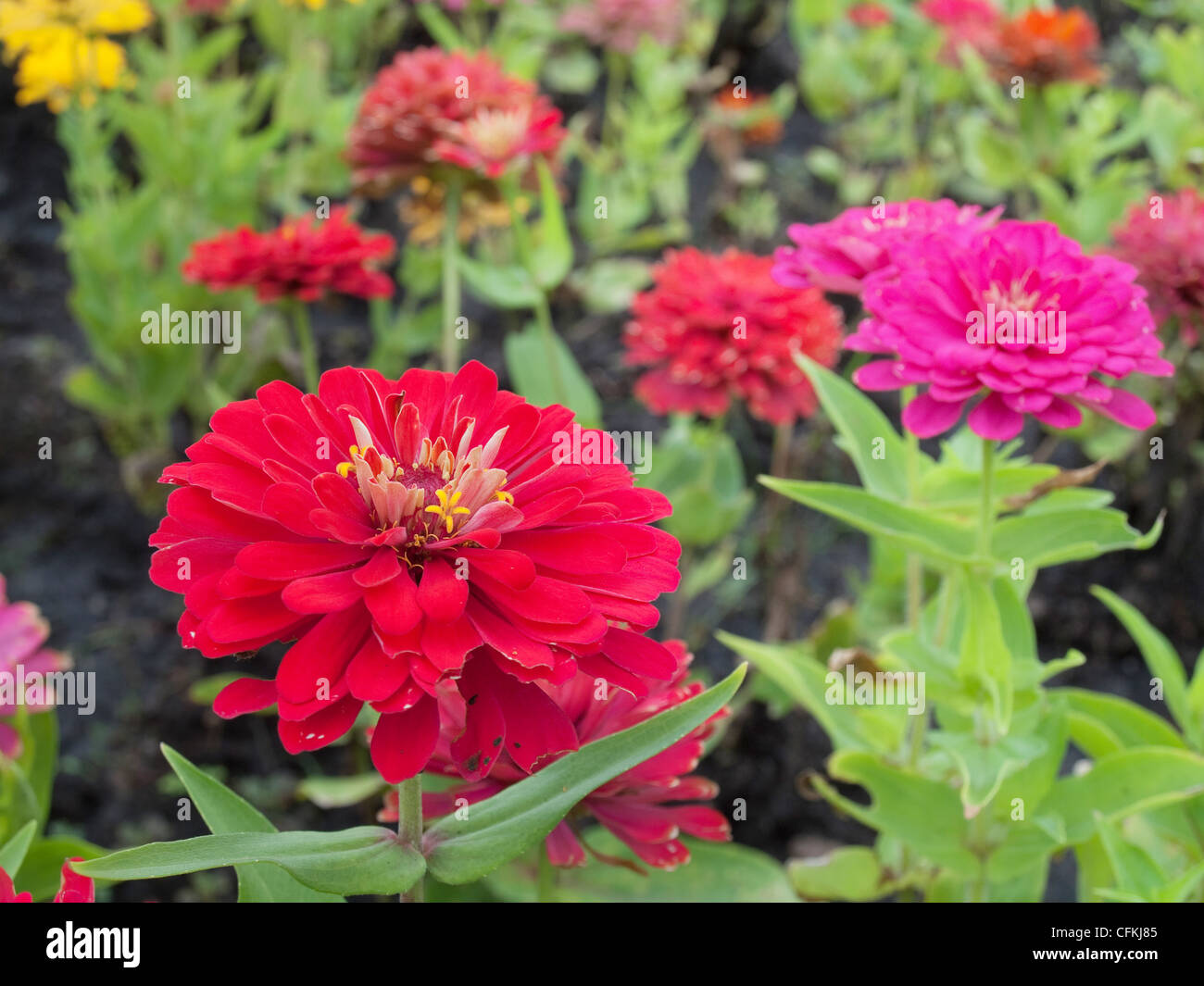 Field of Zinnia violacea flowers Stock Photo - Alamy