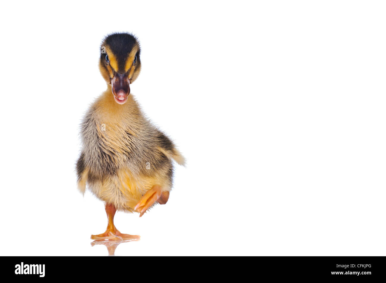 Ducklings on a white background Stock Photo - Alamy