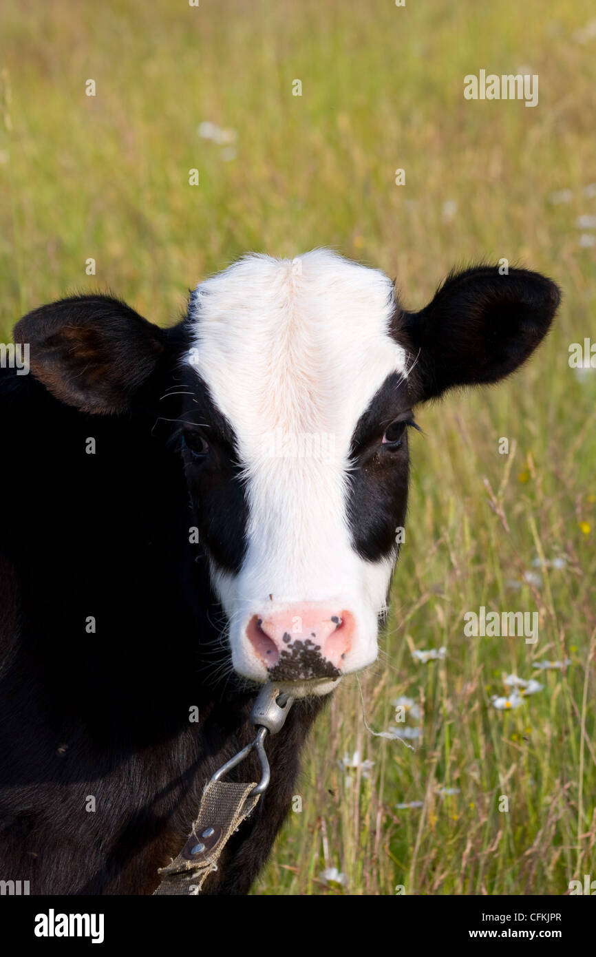 Cow mouth grass hi-res stock photography and images - Alamy