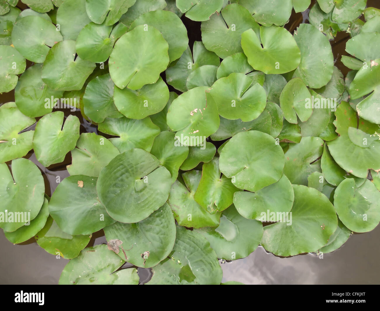 Green lotus leafs Stock Photo - Alamy