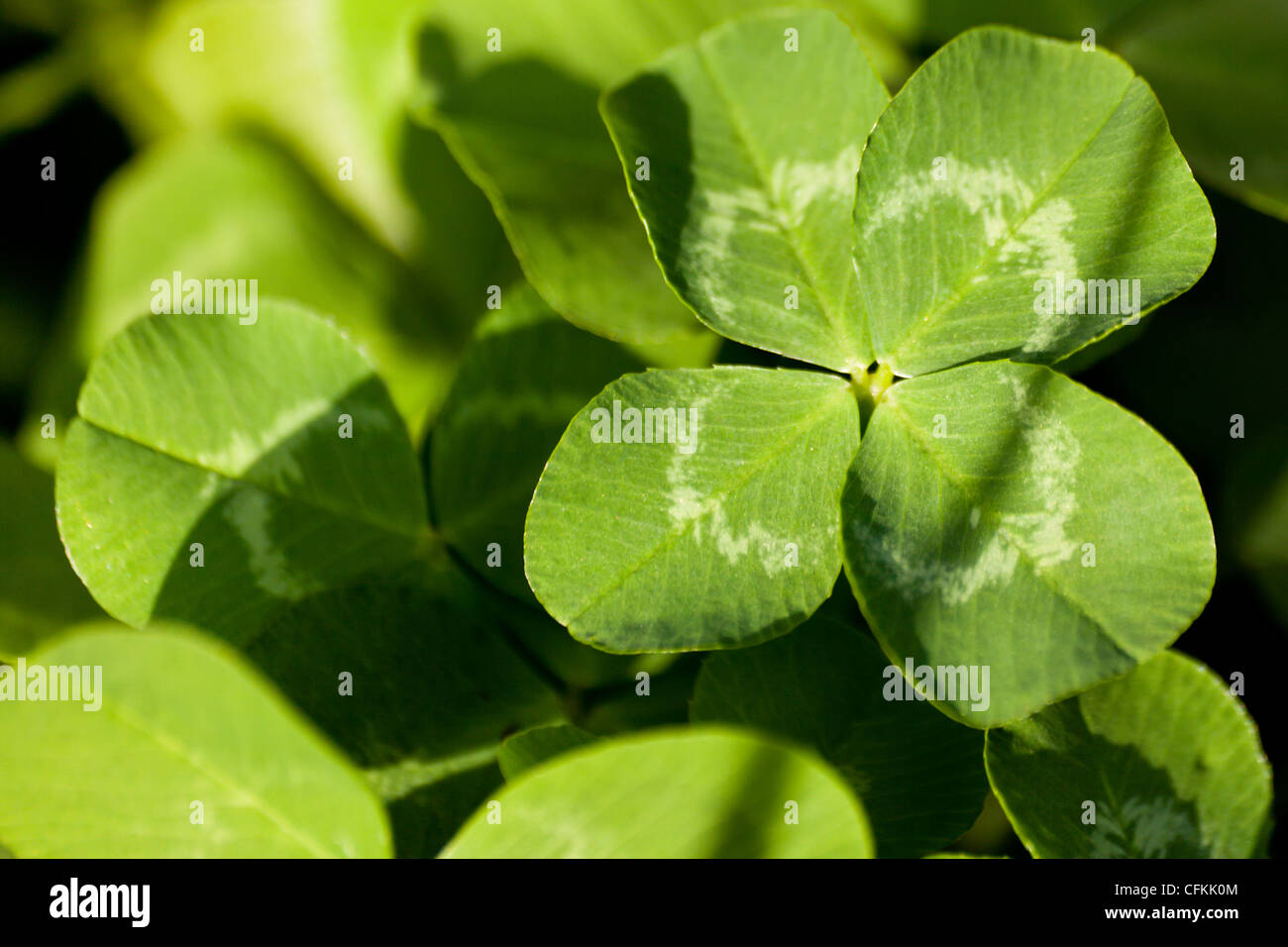 Four leaf clover hi-res stock photography and images - Alamy