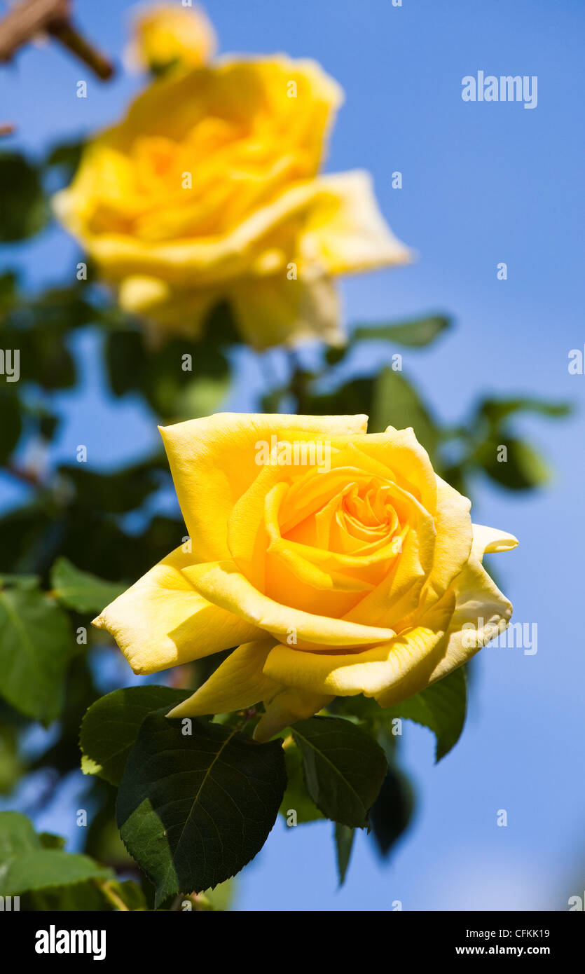 Beautiful yellow rose flower (macro) on blue sky background Stock Photo ...