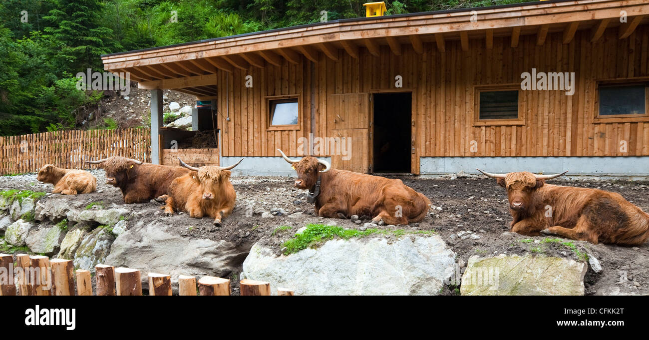 Buffalo barn hi-res stock photography and images - Alamy