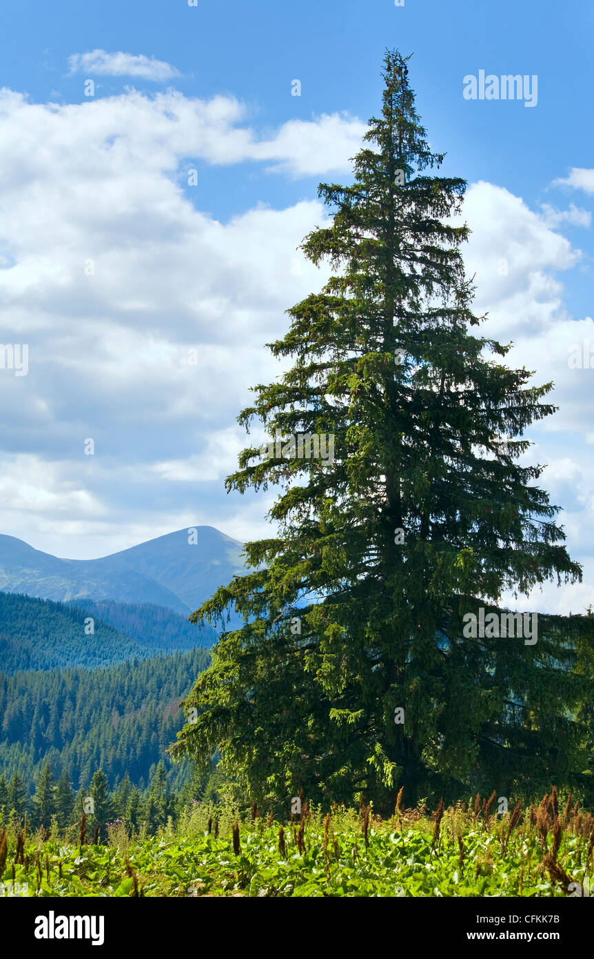 Summer mountain landscape with big fir tree on Goverla Mount background ...