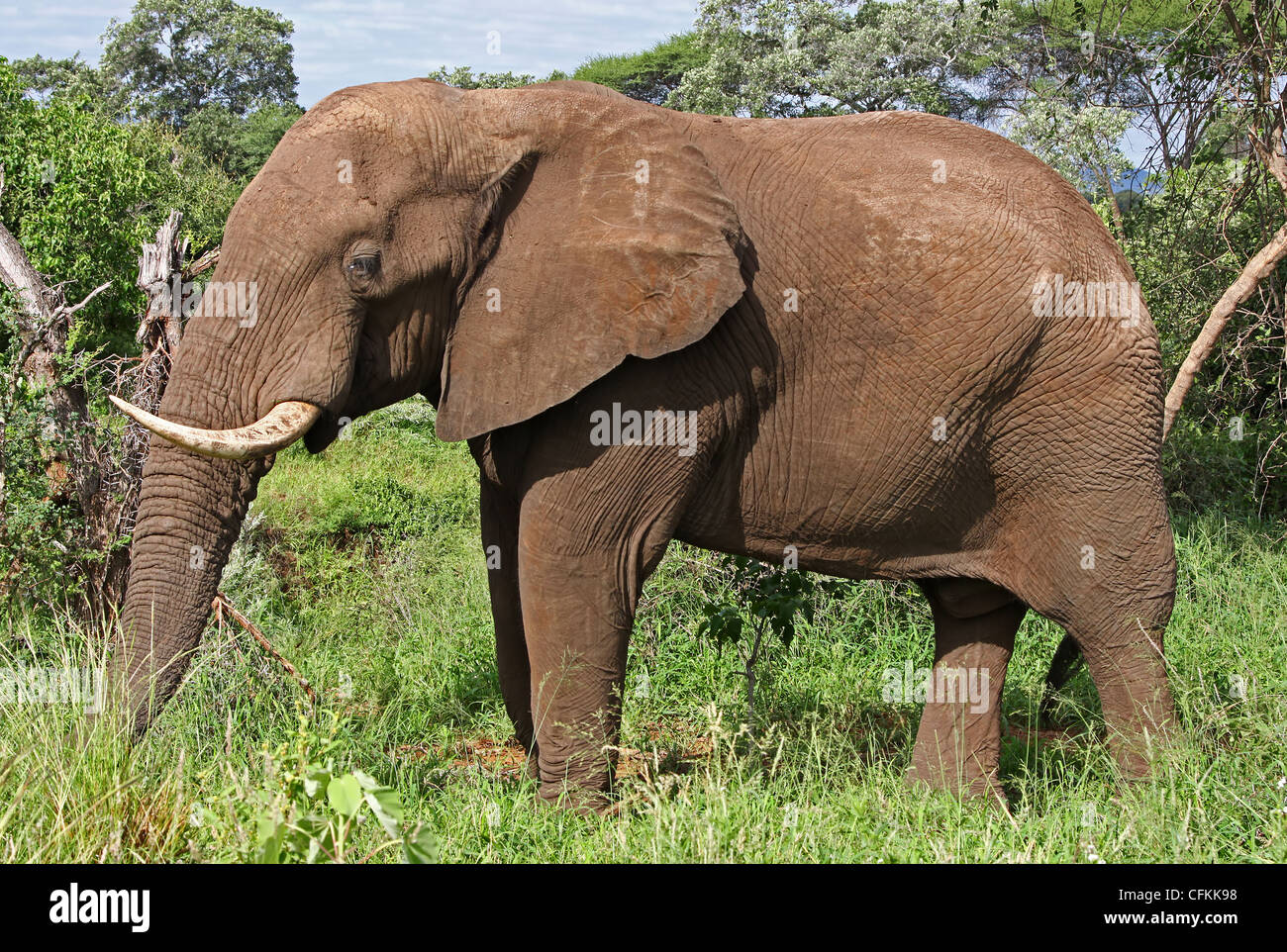 Elephant, wildlife in South Africa, Elephantidae Stock Photo - Alamy