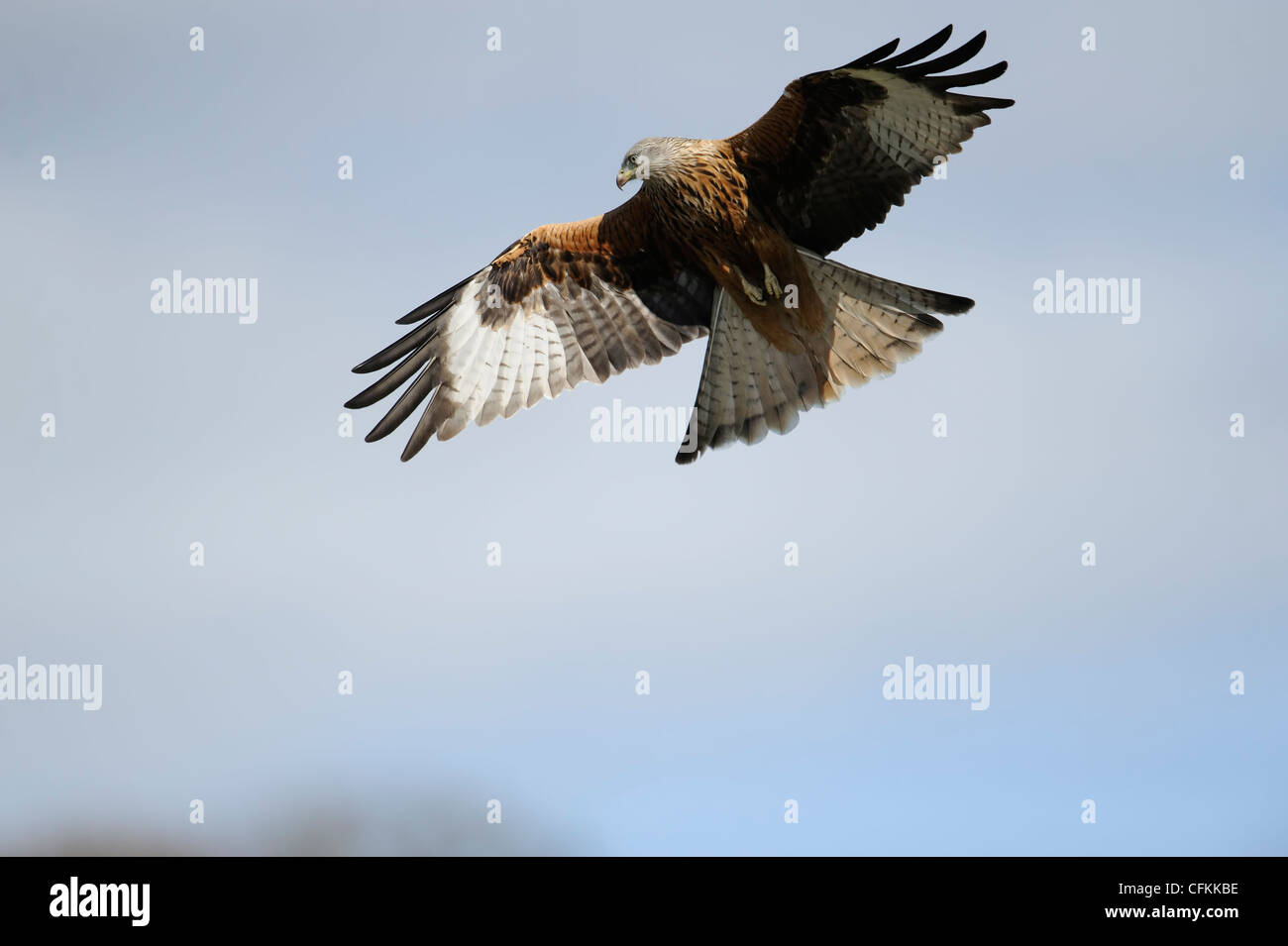 red kite in flight Stock Photo - Alamy