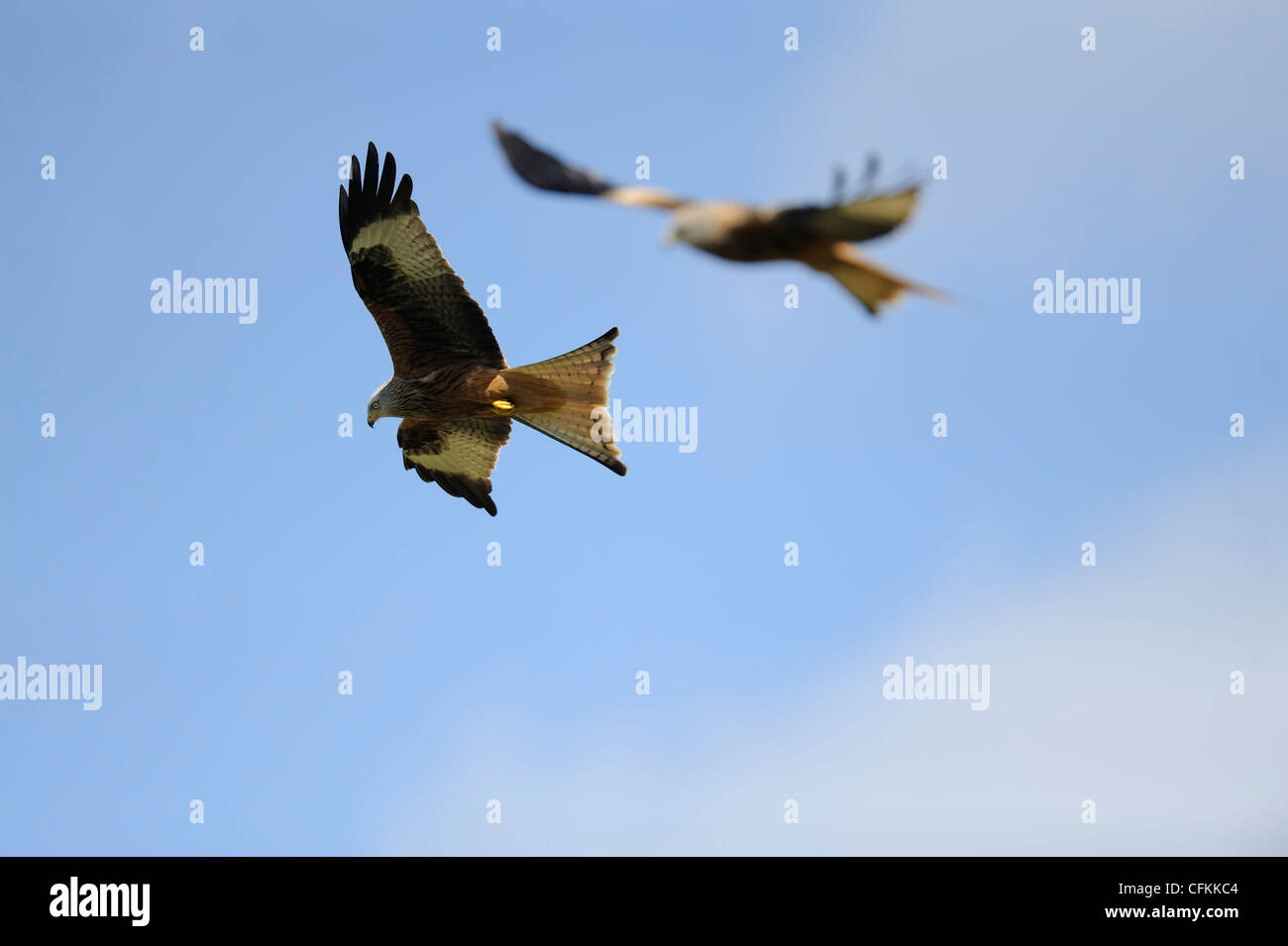 Pair red kites in flight hi-res stock photography and images - Alamy