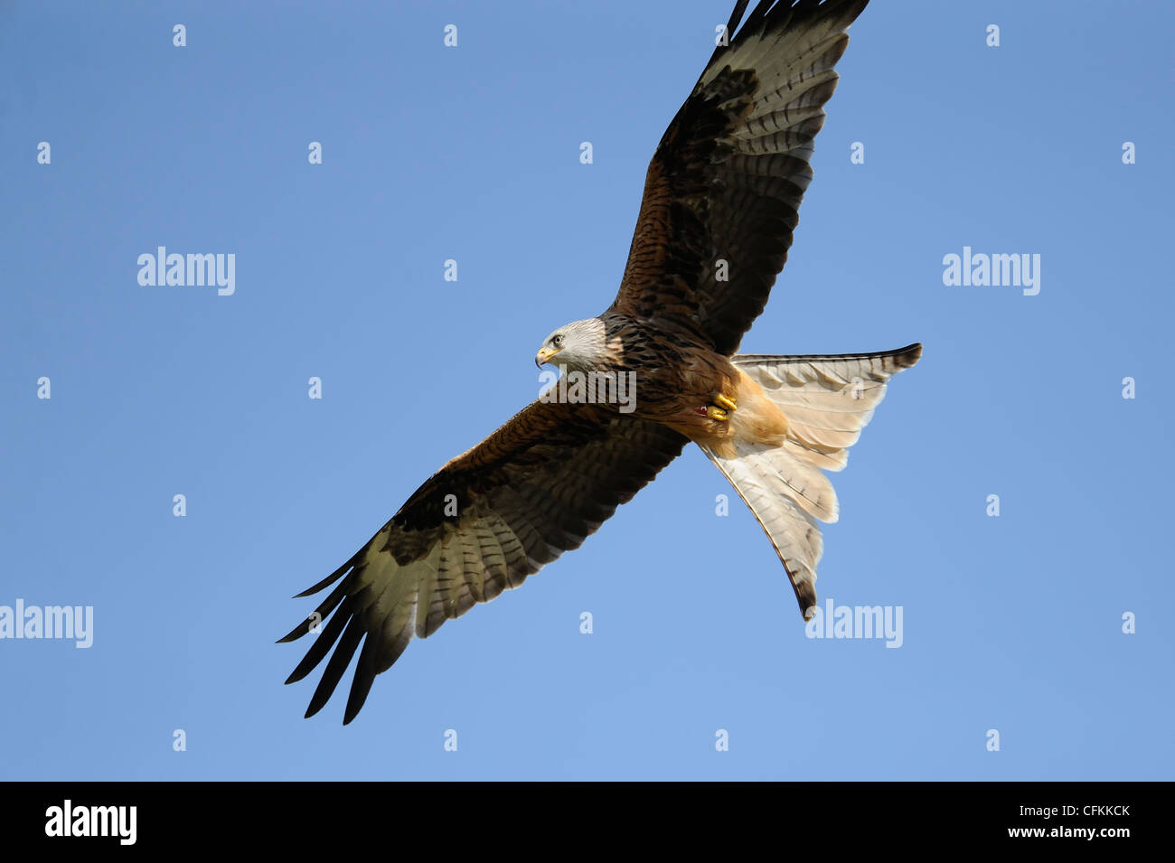 red kite in flight Stock Photo - Alamy